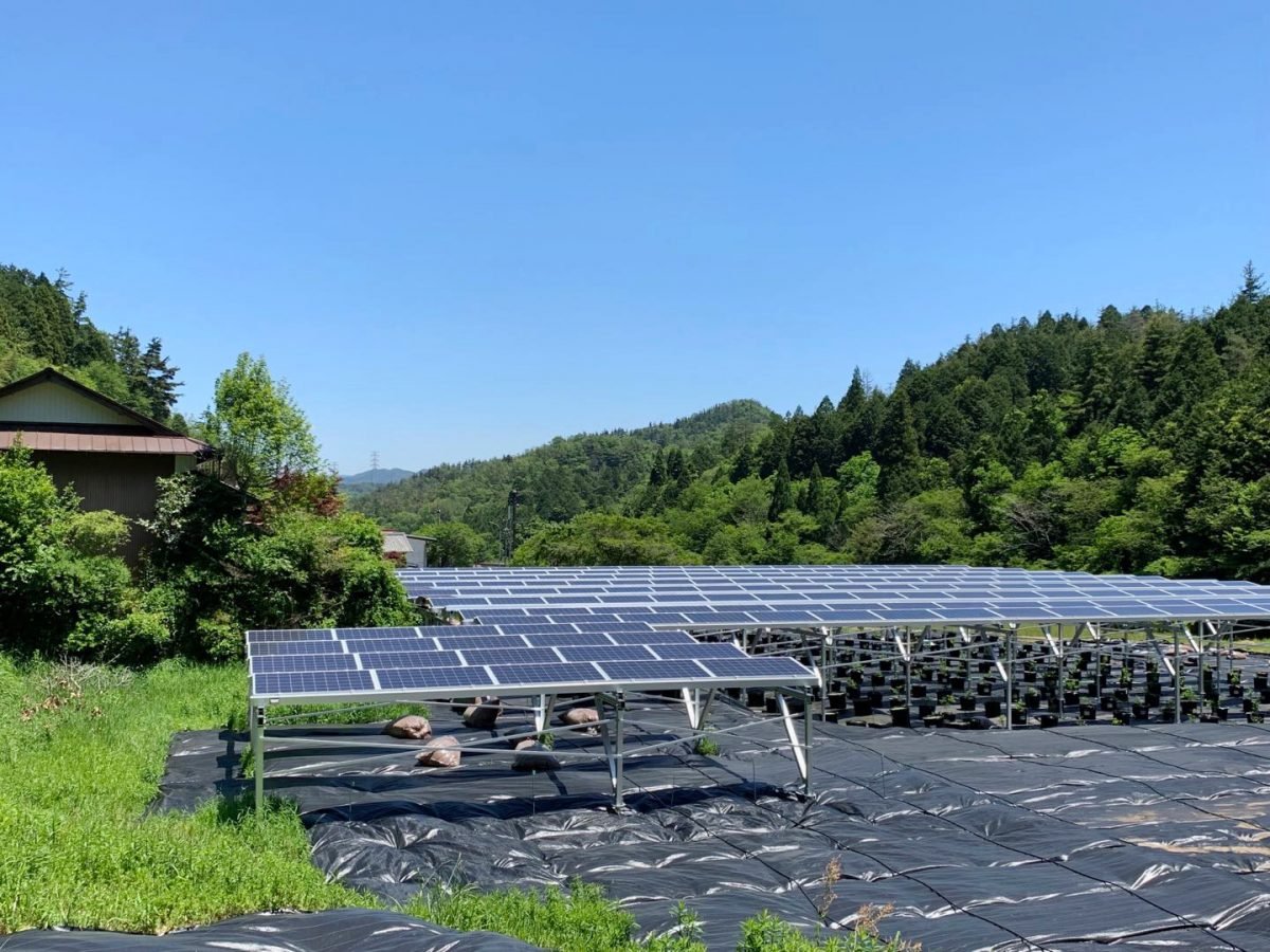 Kyoto 100KW Solar Farm Blueberry – HG GROUP